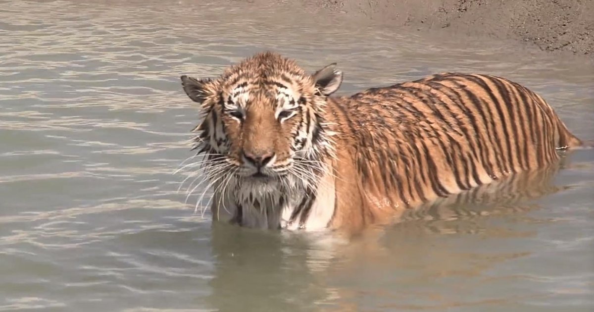 Rescued Tigers Enjoying Their First Swim Will Make You Smile - The Dodo
