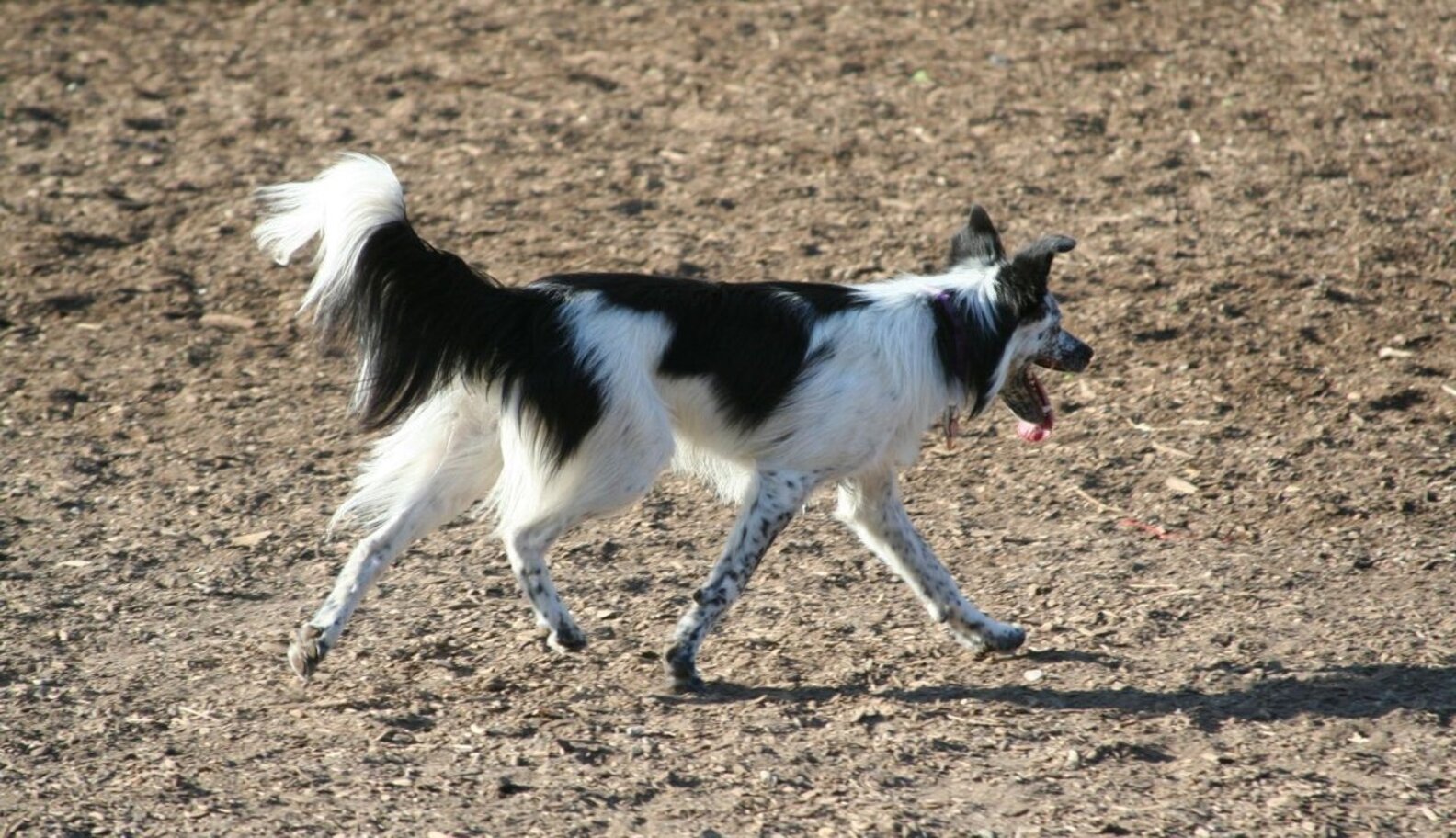 How One Border Collie Might Save The African Bullfrog - The Dodo