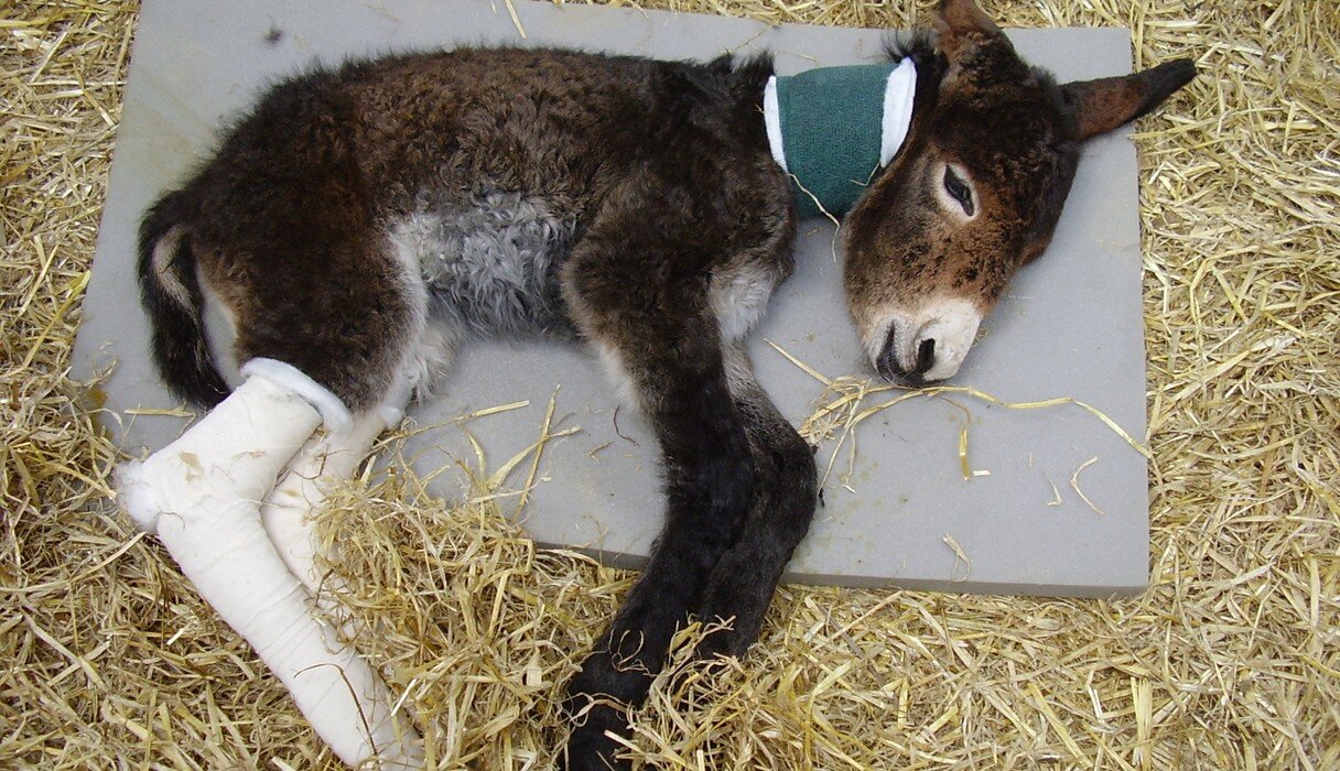 Fragile Little Donkey Now Running Around With Her Friends - The Dodo