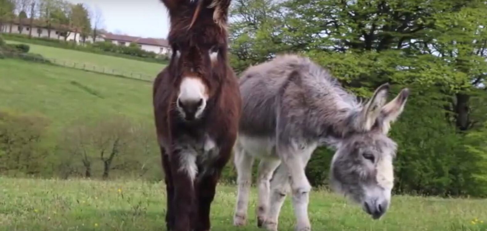 Fragile Little Donkey Now Running Around With Her Friends - The Dodo