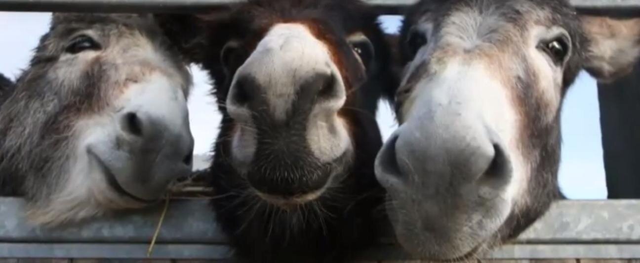 Fragile Little Donkey Now Running Around With Her Friends - The Dodo