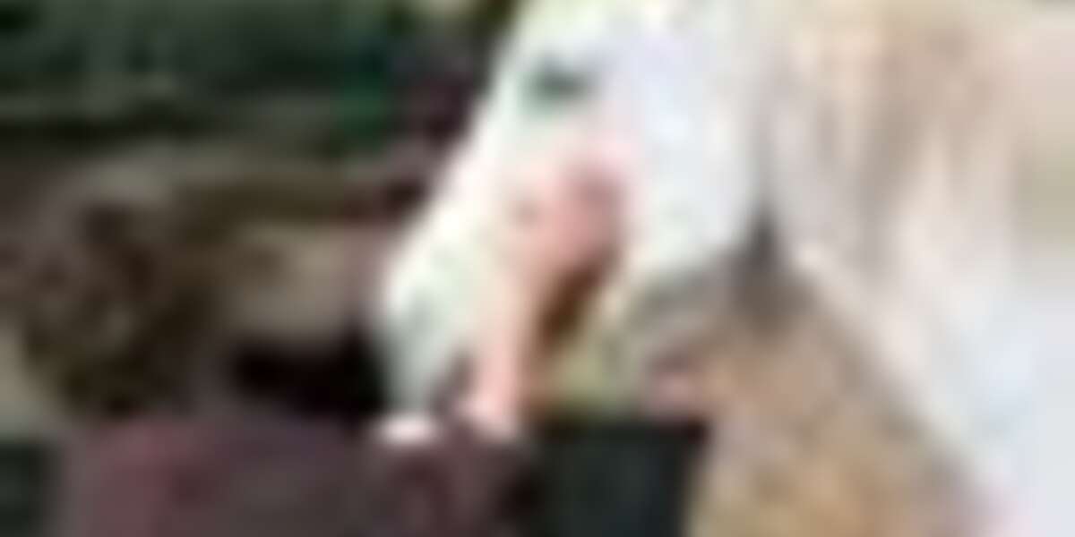 Janet_Hamilton - The Dodo