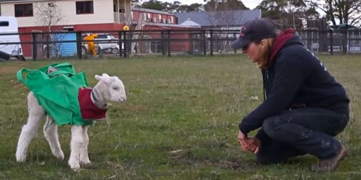 Random Act Of Kindness Changed Everything For This Little Lamb - The Dodo
