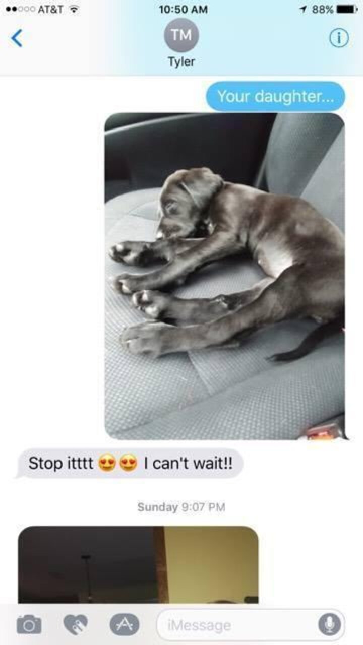 NFL Player Tyler Matakevich Adopts Rescue Puppy - The Dodo