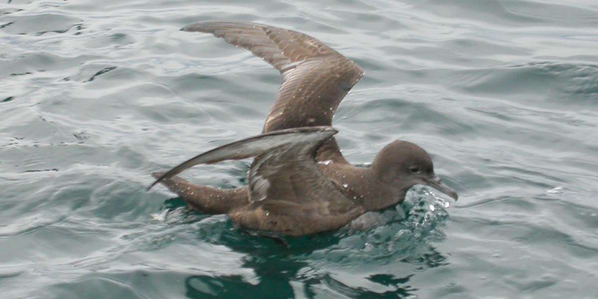 A Simple Human Action Leads Confused Birds Astray - The Dodo