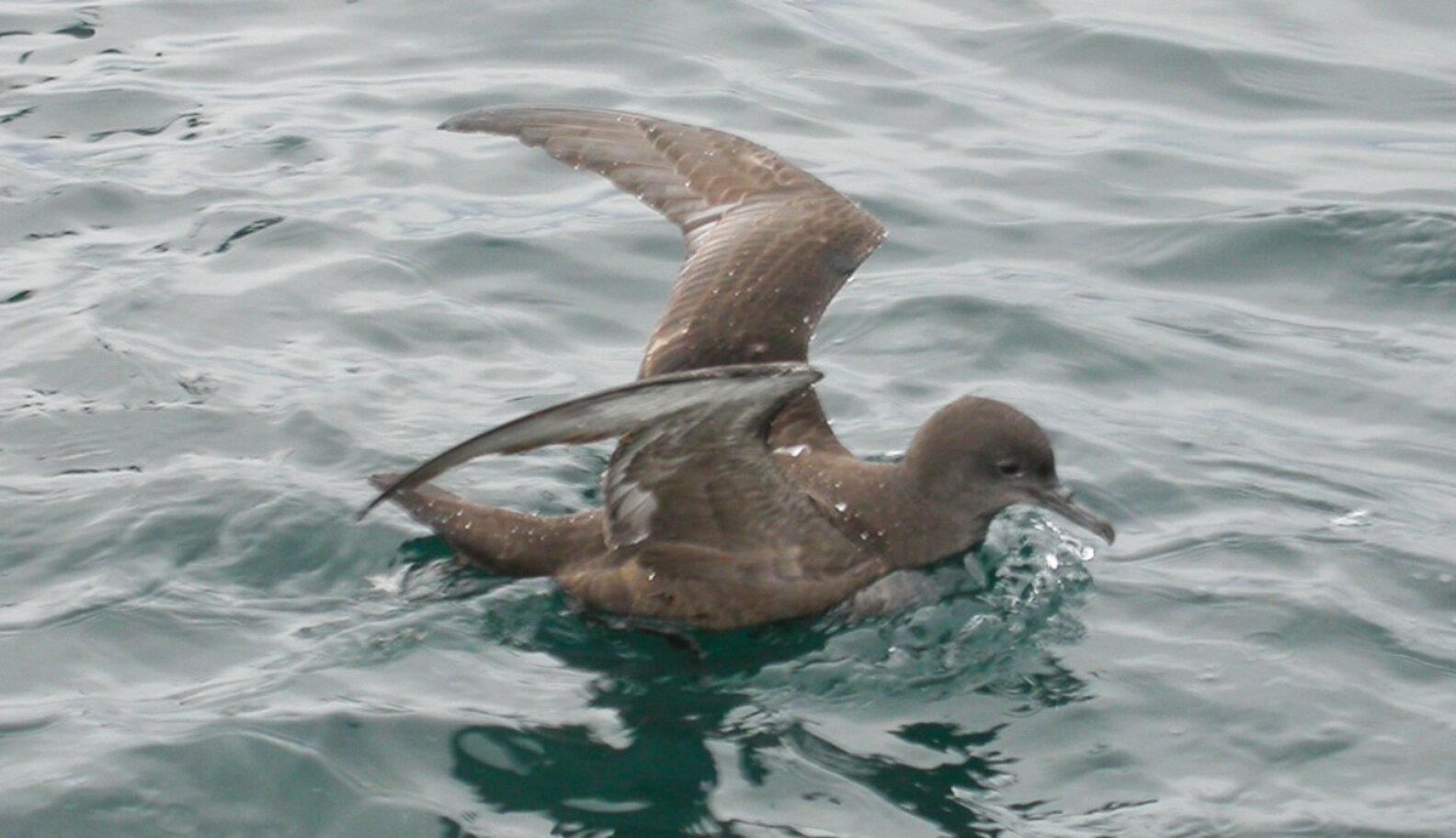 A Simple Human Action Leads Confused Birds Astray - The Dodo
