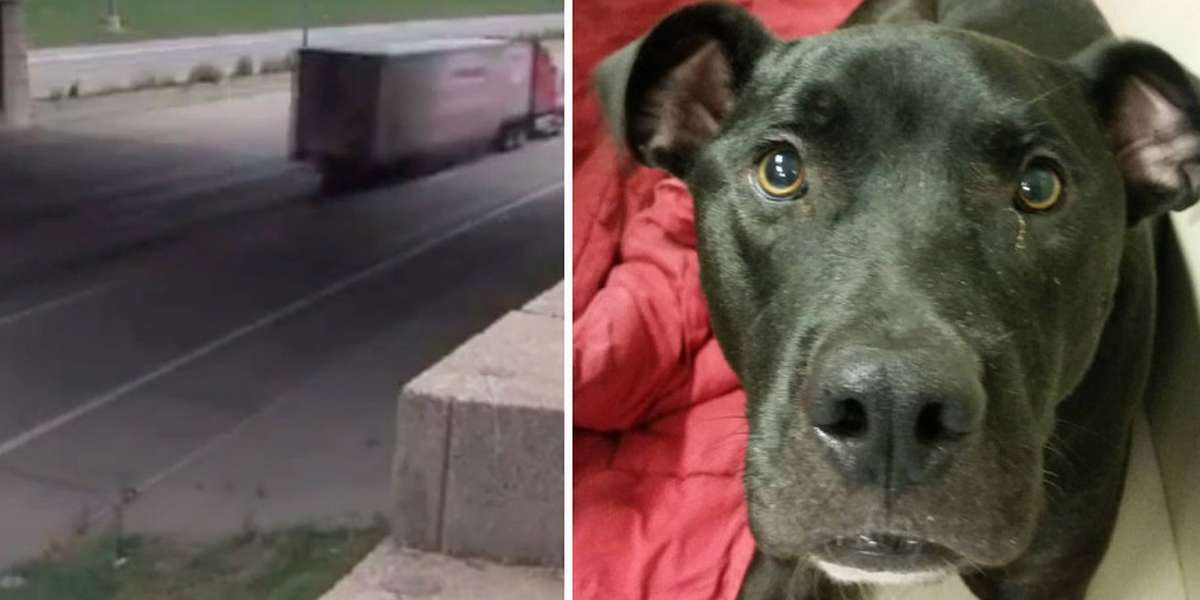 Compassionate Police Officer Shuts Down Traffic To Save Injured Dog ...