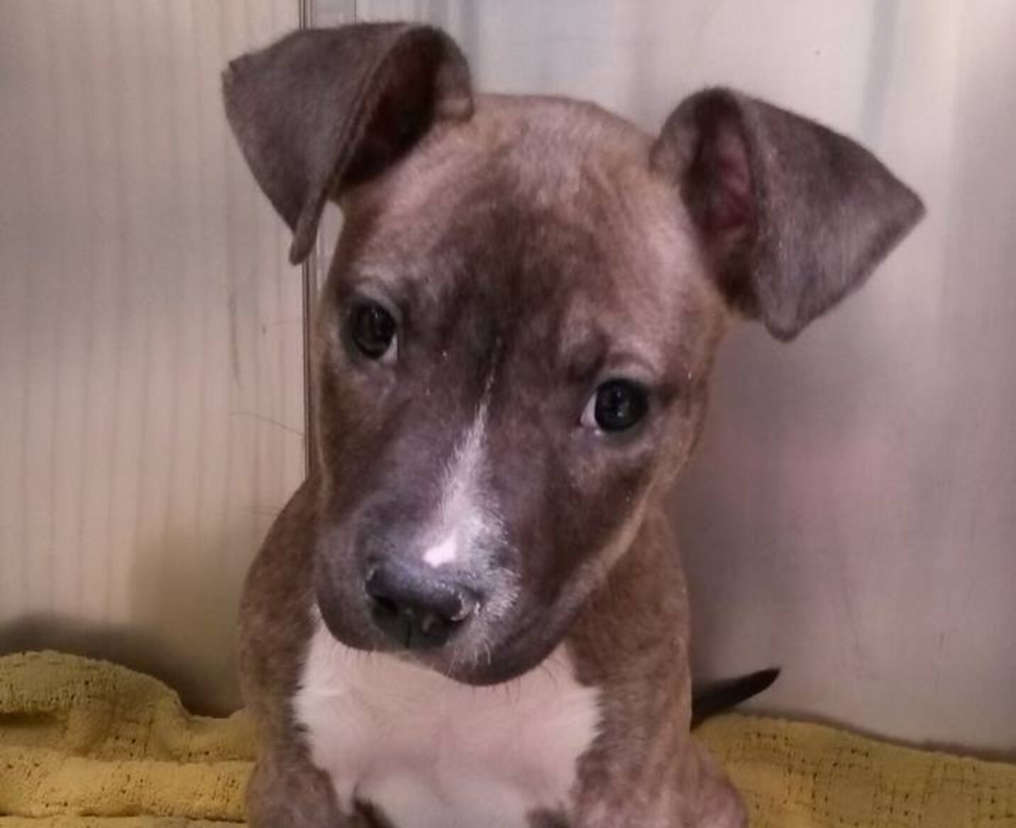 Blind Baby Pit Bull Will Break Your Heart Into A Million Pieces - The Dodo