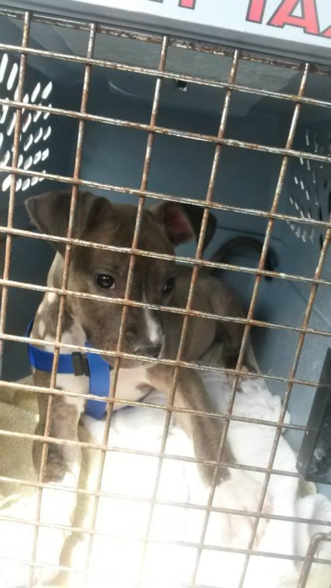 Blind Baby Pit Bull Will Break Your Heart Into A Million Pieces - The Dodo