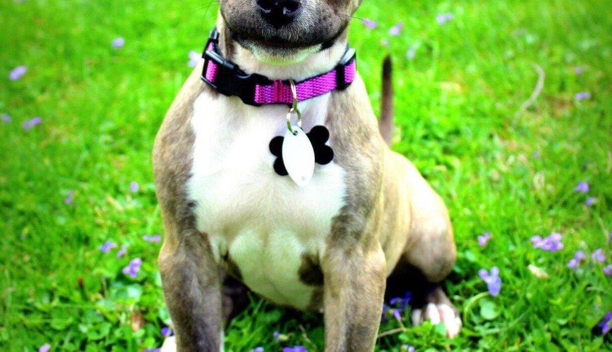 Blind Baby Pit Bull Will Break Your Heart Into A Million Pieces - The Dodo