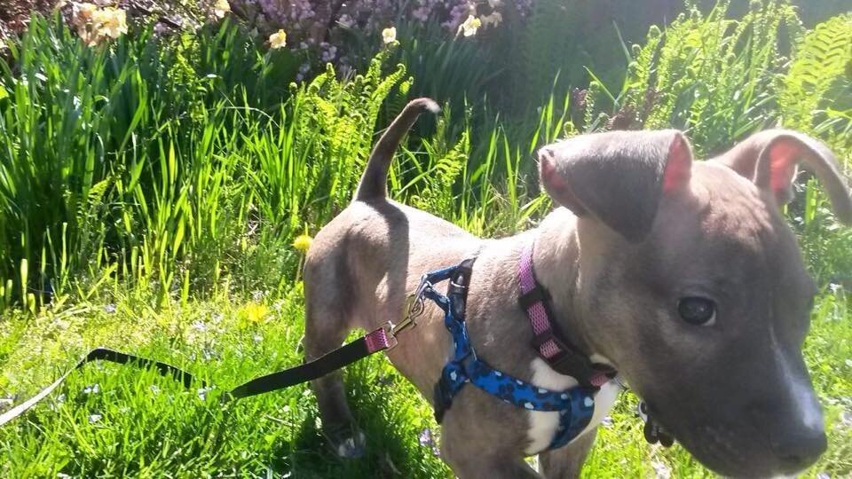 Blind Baby Pit Bull Will Break Your Heart Into A Million Pieces - The Dodo