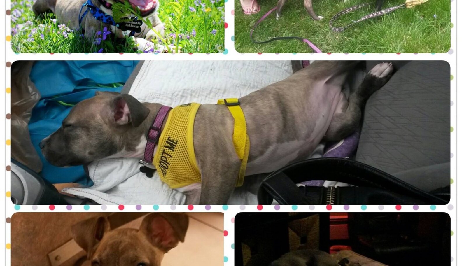 Blind Baby Pit Bull Will Break Your Heart Into A Million Pieces - The Dodo