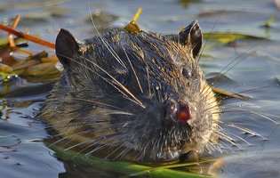 5 Reasons To Adore The Water Rat - The Dodo