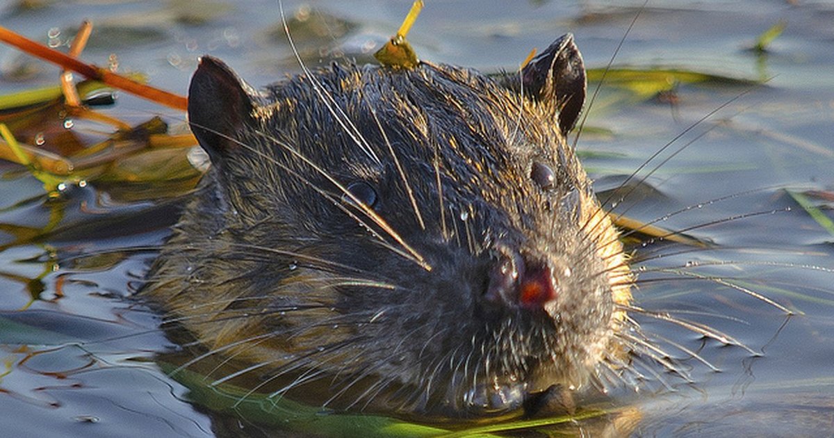 5 Reasons To Adore The Water Rat - The Dodo