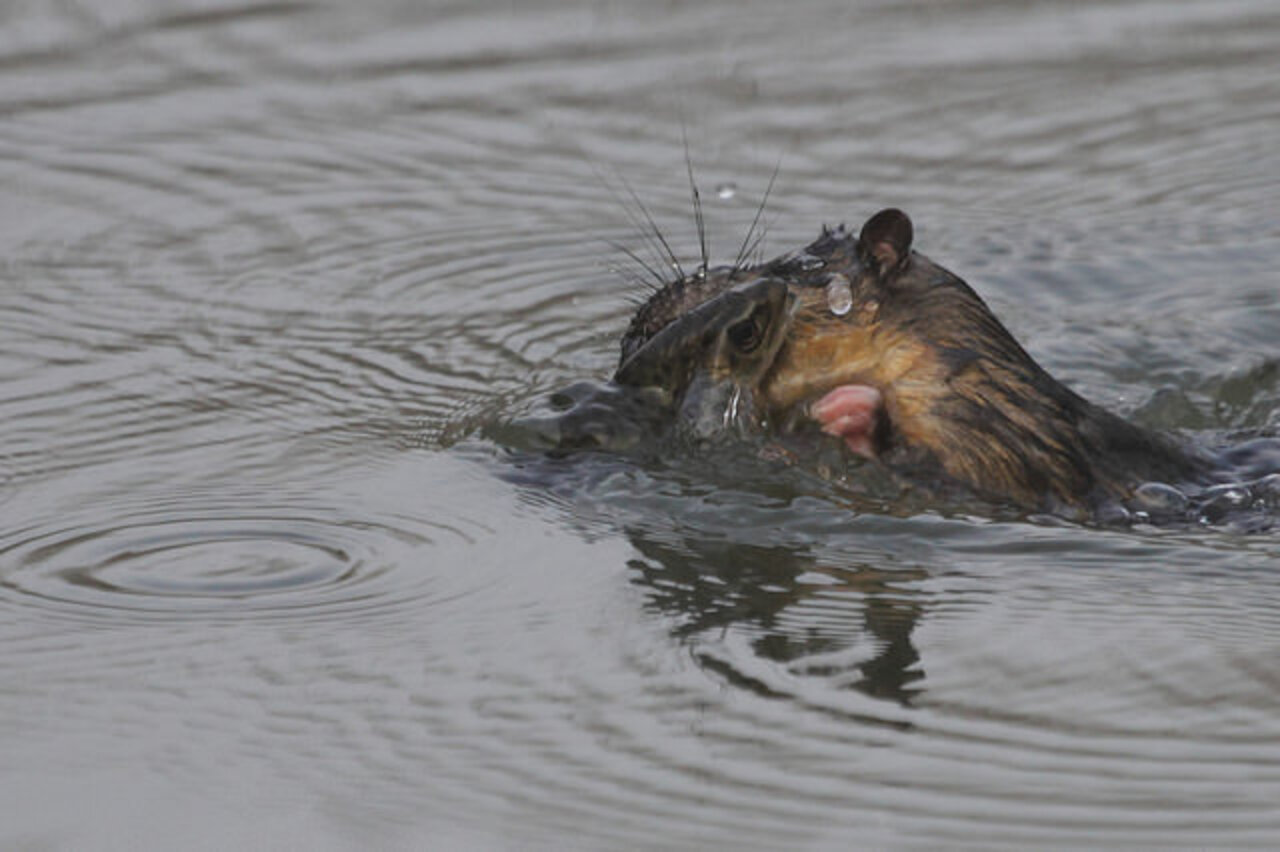 5 Reasons To Adore The Water Rat - The Dodo