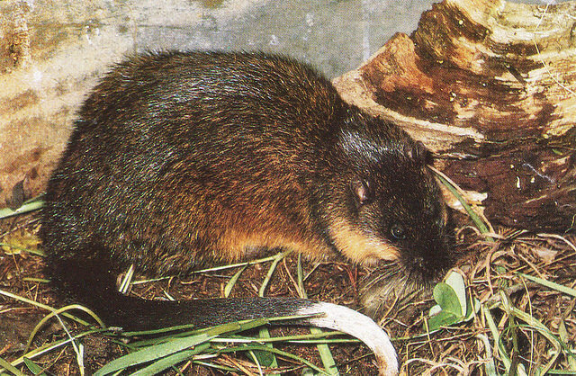 5 Reasons To Adore The Water Rat - The Dodo