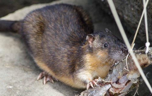 5 Reasons To Adore The Water Rat - The Dodo