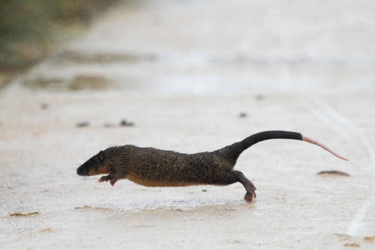 5 Reasons To Adore The Water Rat - The Dodo