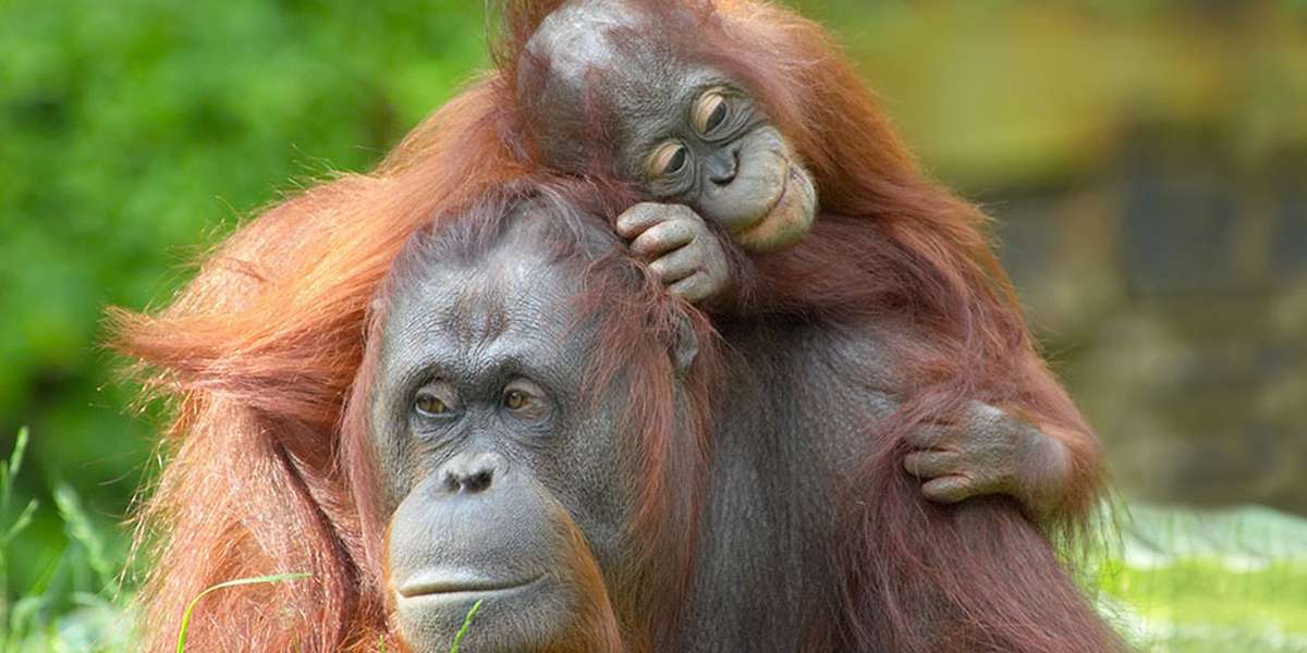 Animal Parents Who Sacrifice Everything For Their Children - The Dodo