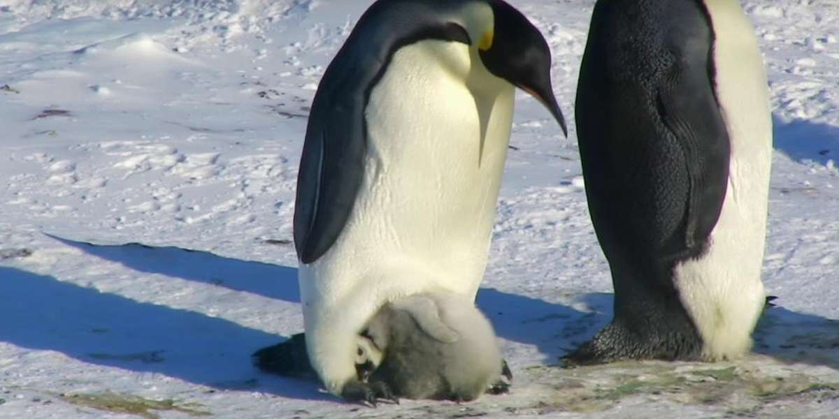 Lazy Penguin Kid Refuses To Move Out Of His Parent's Pouch - The Dodo