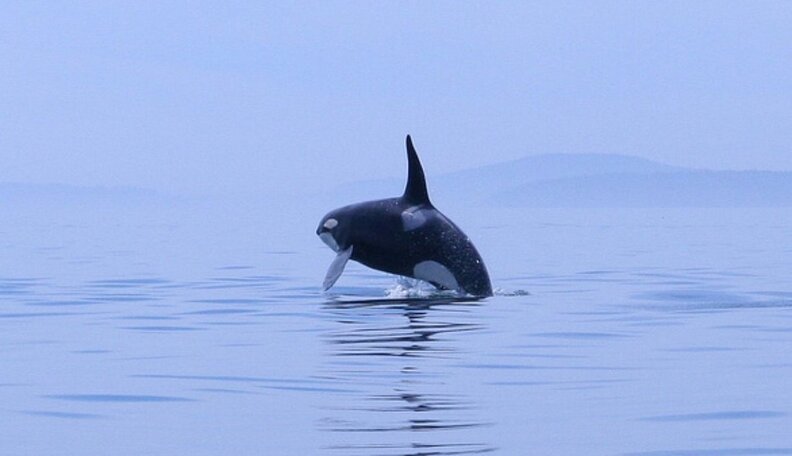 Wild Capture Continues: Two More Orcas Were Taken From The Waters Off ...