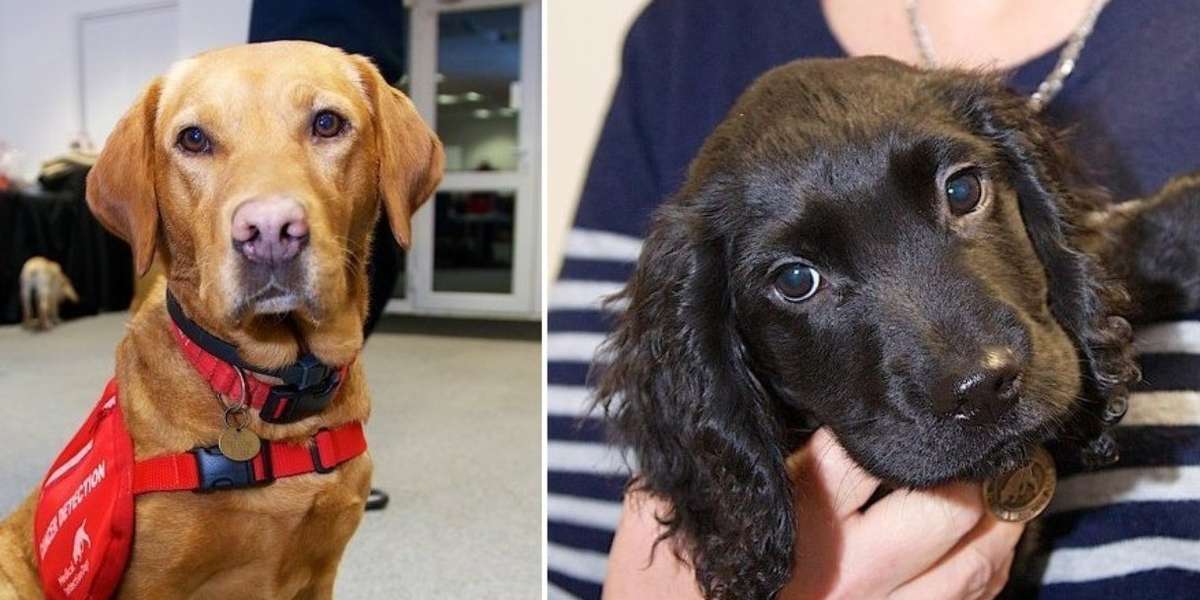 These Dogs Save Lives By Smelling People's Breath - The Dodo