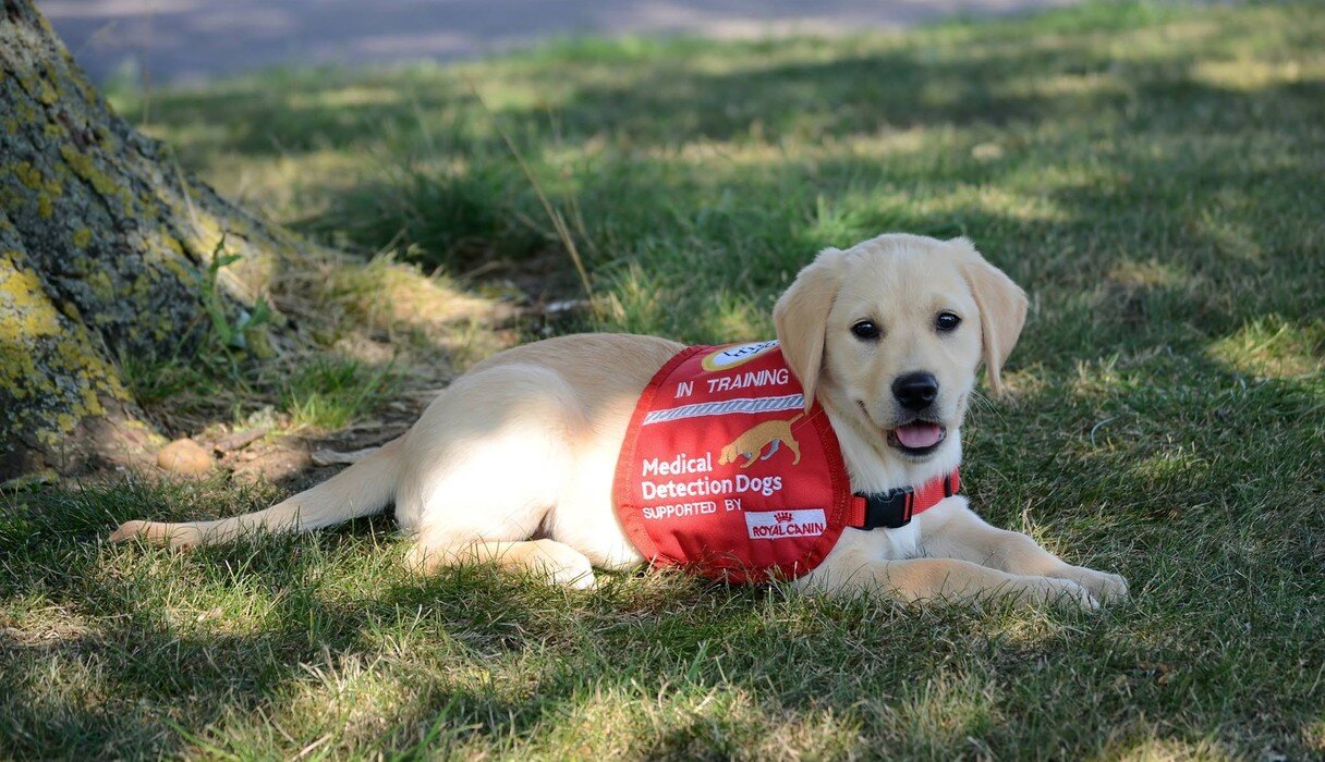 These Dogs Save Lives By Smelling People's Breath - The Dodo