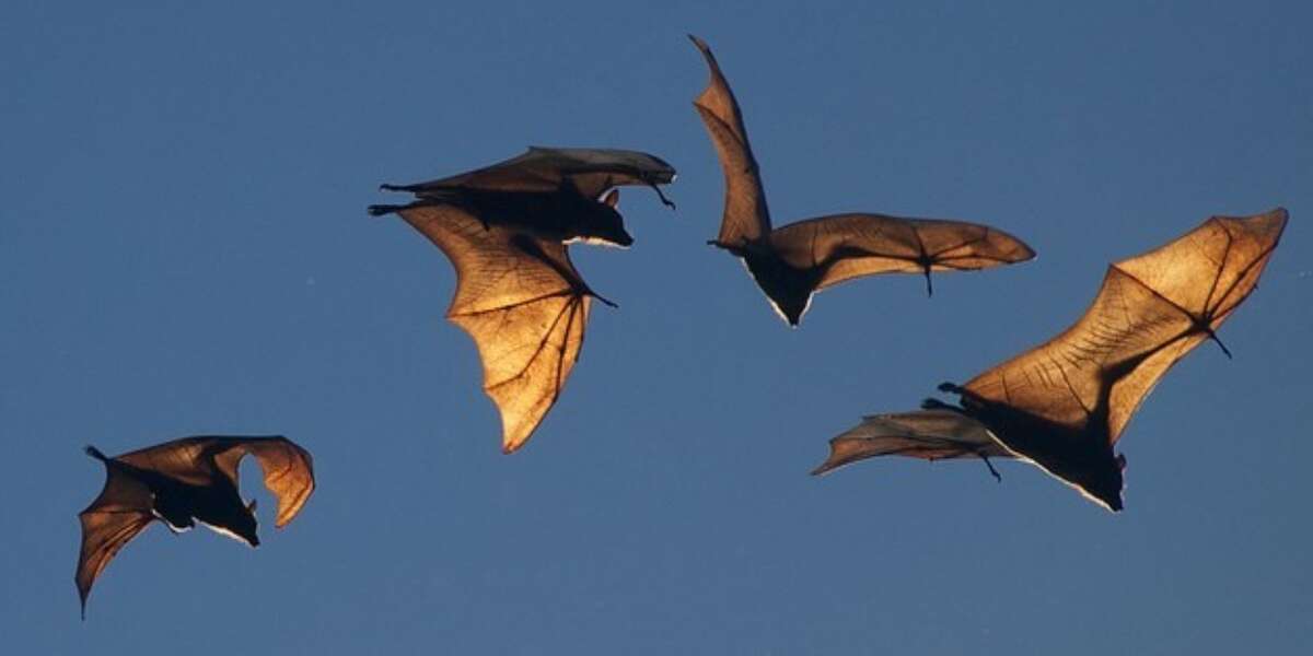 World's Worst Ebola Outbreak Was Likely Begun By Bushmeat Hunting, Says ...