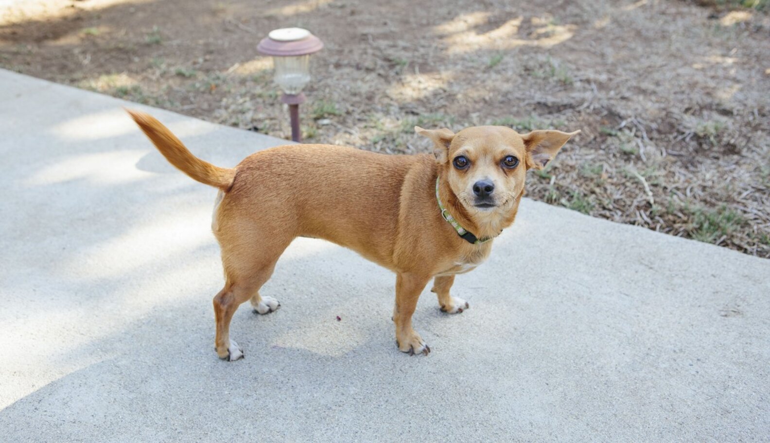 Keeping Animals In Loving Homes And Out of Shelters - The Dodo