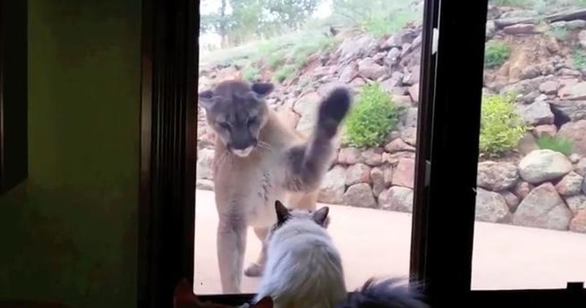 Curious Mountain Lion Tries To Meet Little House Cat - The Dodo