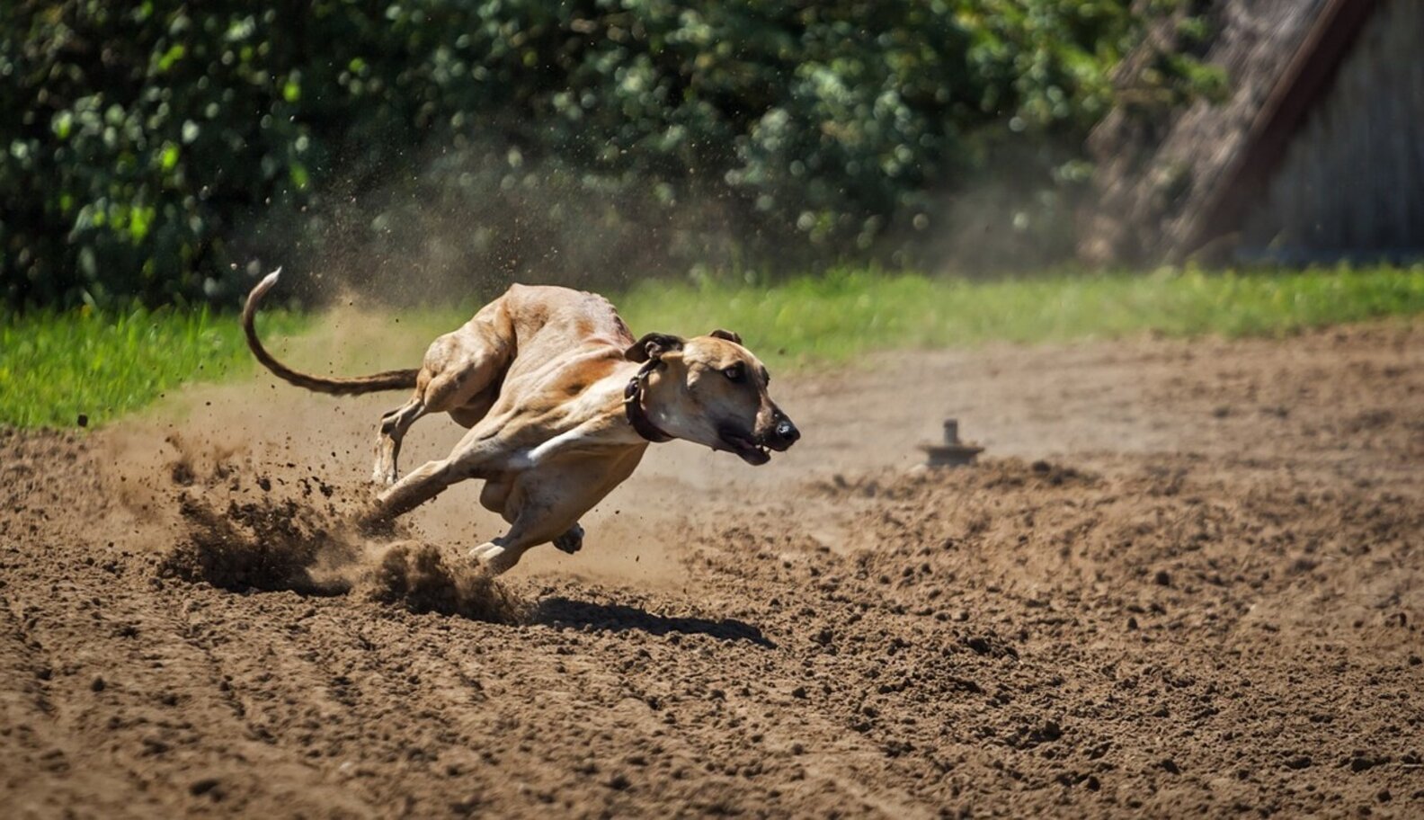 Victory For Greyhounds As Dog Racing Set To End In Texas - The Dodo