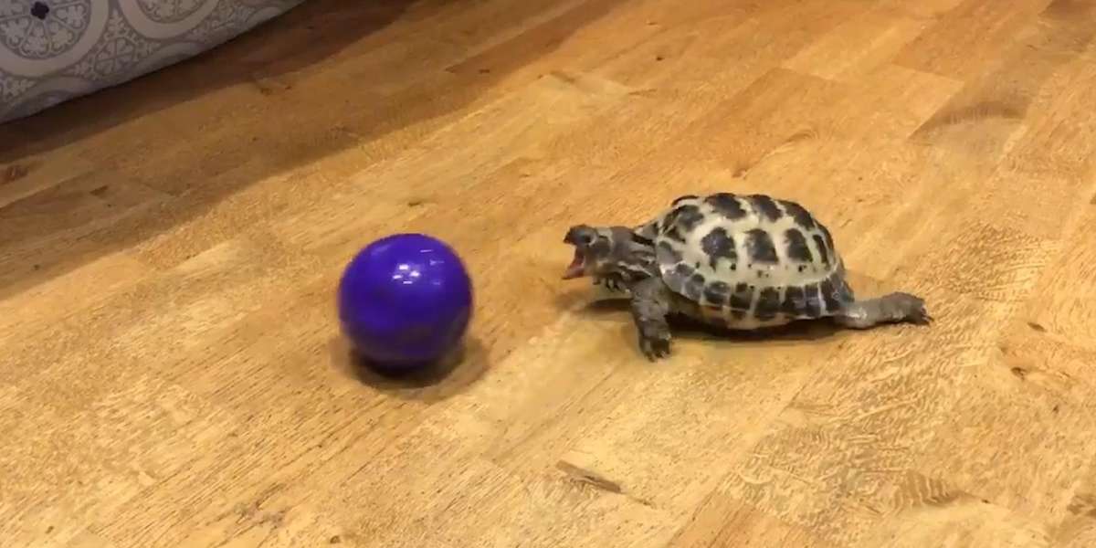 Turtle Loves Playing With His Ball - Videos - The Dodo