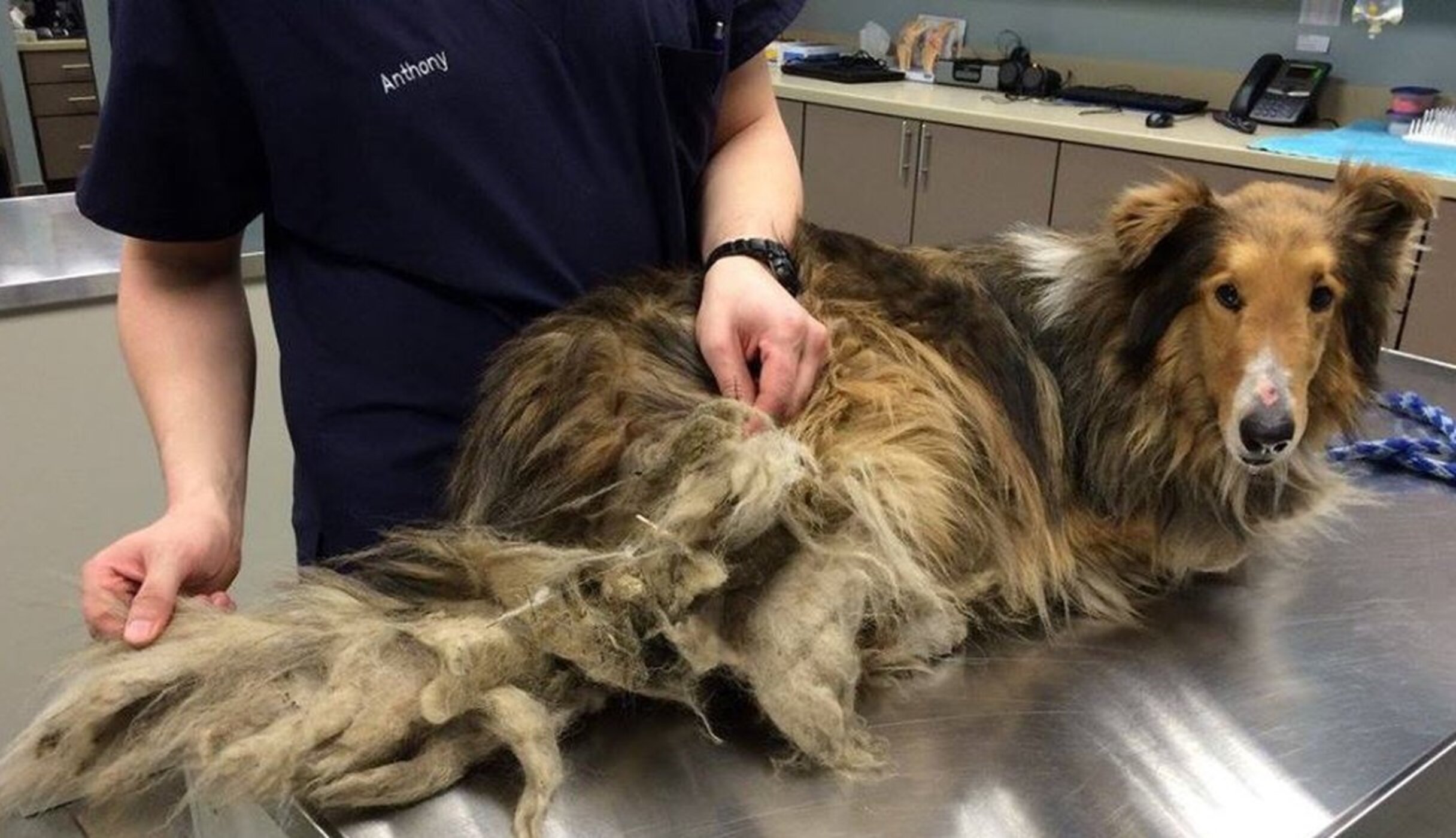 Homeless Dog Was So Matted He Couldn’t Even Move His Legs - The Dodo