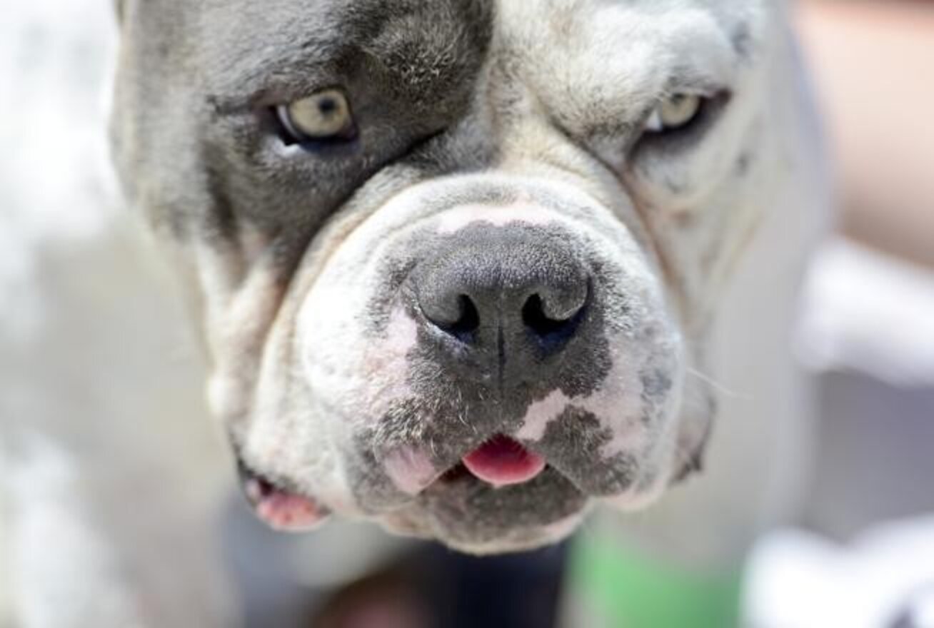 Beefcakes, Dog Who Survived Gunshot To Head, Gets Adopted - The Dodo