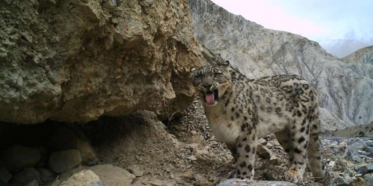 Rare snow leopards caught on camera in Tibet reserve for the first time ...