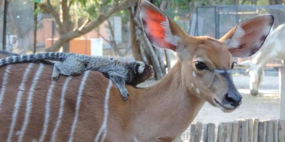 Orphaned Baby Antelope Lets Monkey Ride Around On His Back - The Dodo