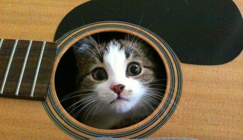 Music For Cats Is Here, And This Is What It Sounds Like - The Dodo