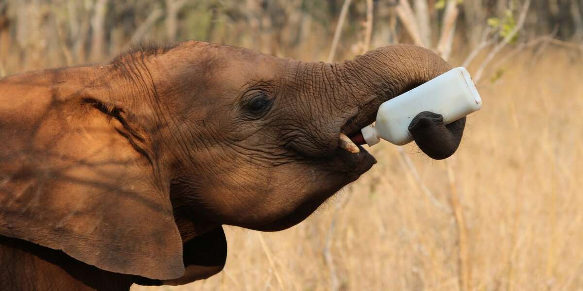 Watching Baby Elephants Guzzle Bottles Will Make You Feel Better - The Dodo