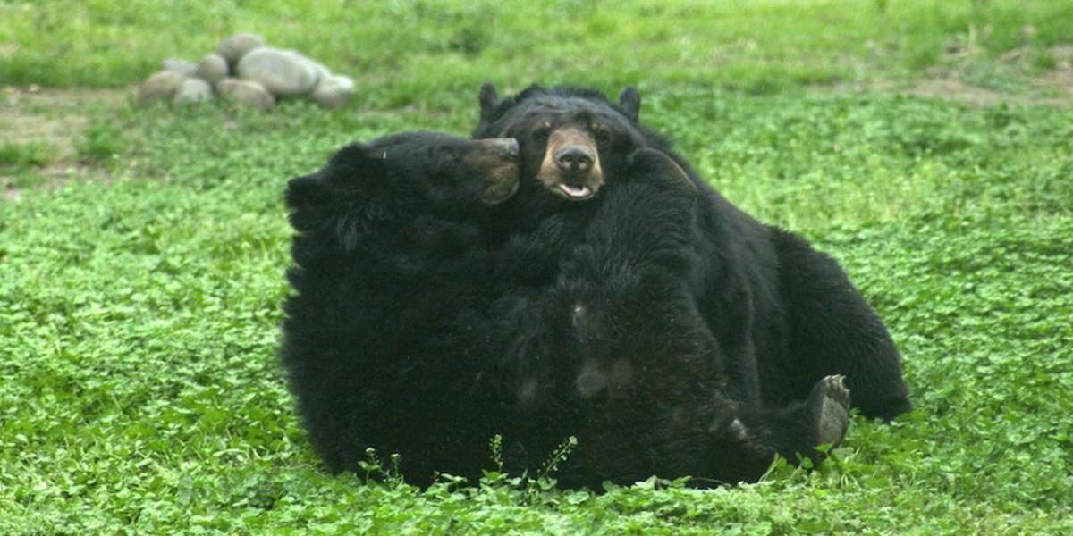 Best Friend Bears Can't Stop Hugging At New Sanctuary Home - The Dodo