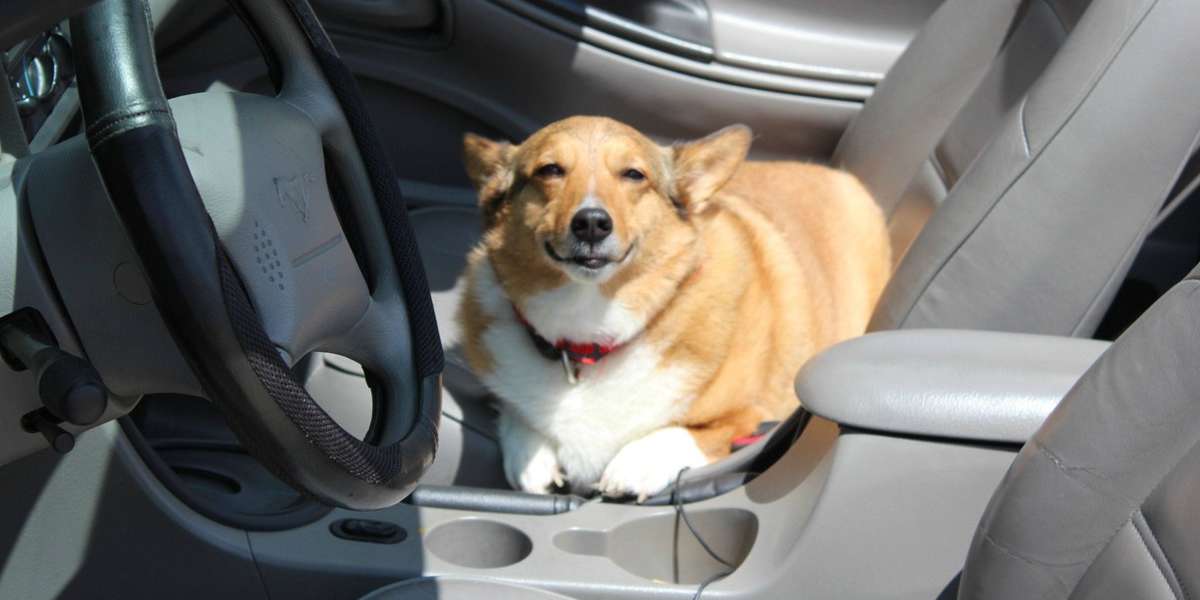 9 Dogs Who Really, Really Want To Go For A Car Ride - The Dodo
