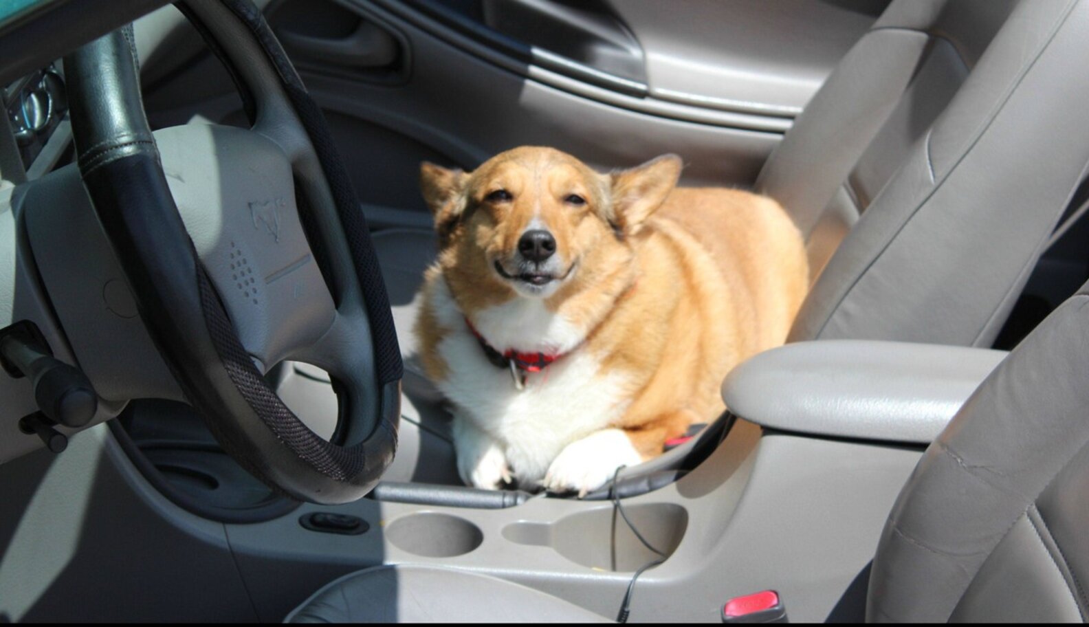 9 Dogs Who Really, Really Want To Go For A Car Ride - The Dodo