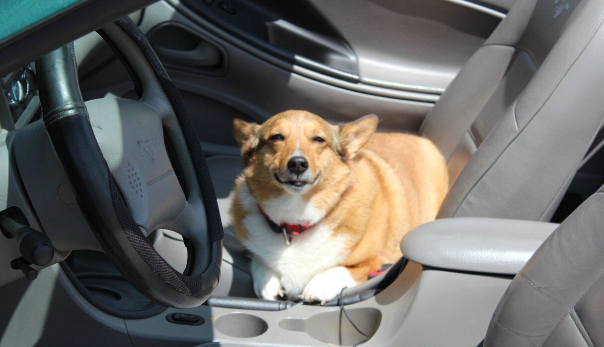 9 Dogs Who Really, Really Want To Go For A Car Ride - The Dodo