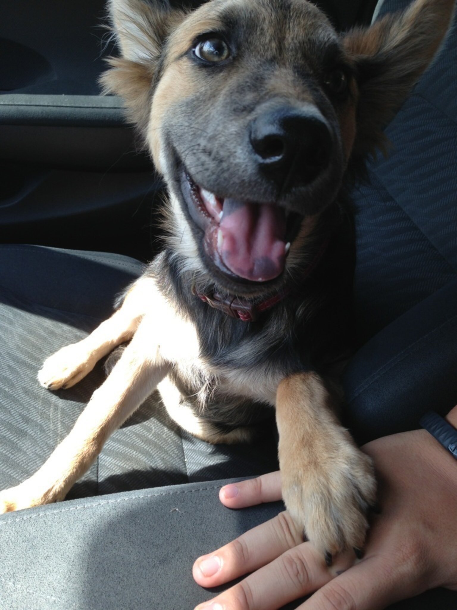 9 Dogs Who Really, Really Want To Go For A Car Ride - The Dodo