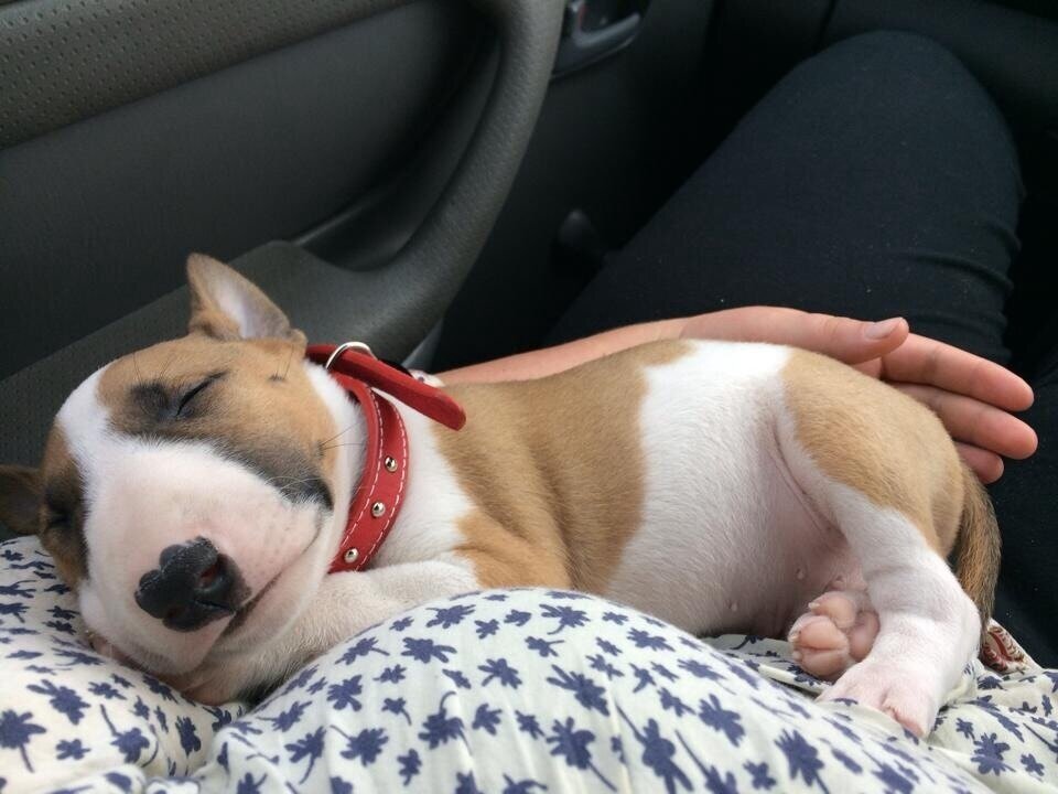 9 Dogs Who Really, Really Want To Go For A Car Ride - The Dodo