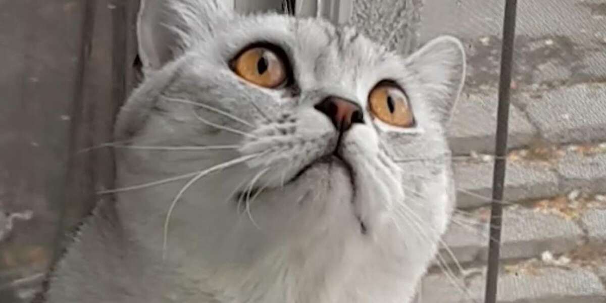 This Is The Most Intense Cat Ever - The Dodo