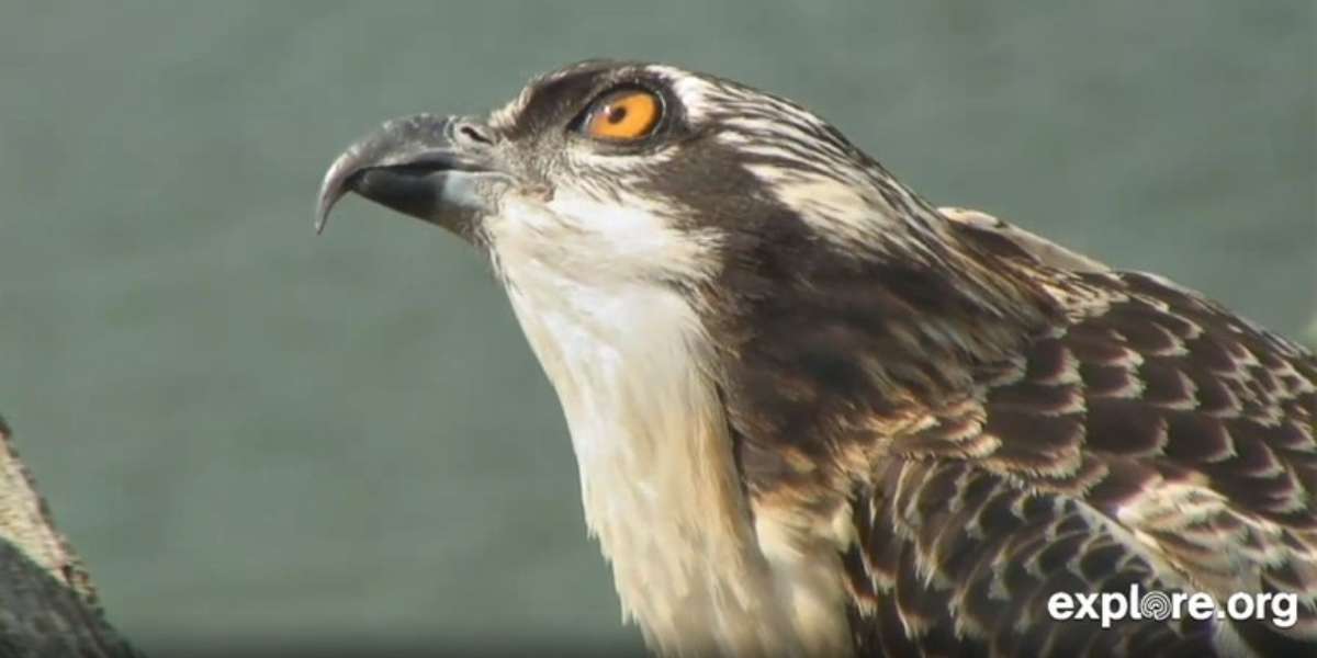 New Osprey Chick Fan Photos From Our Livecam - The Dodo