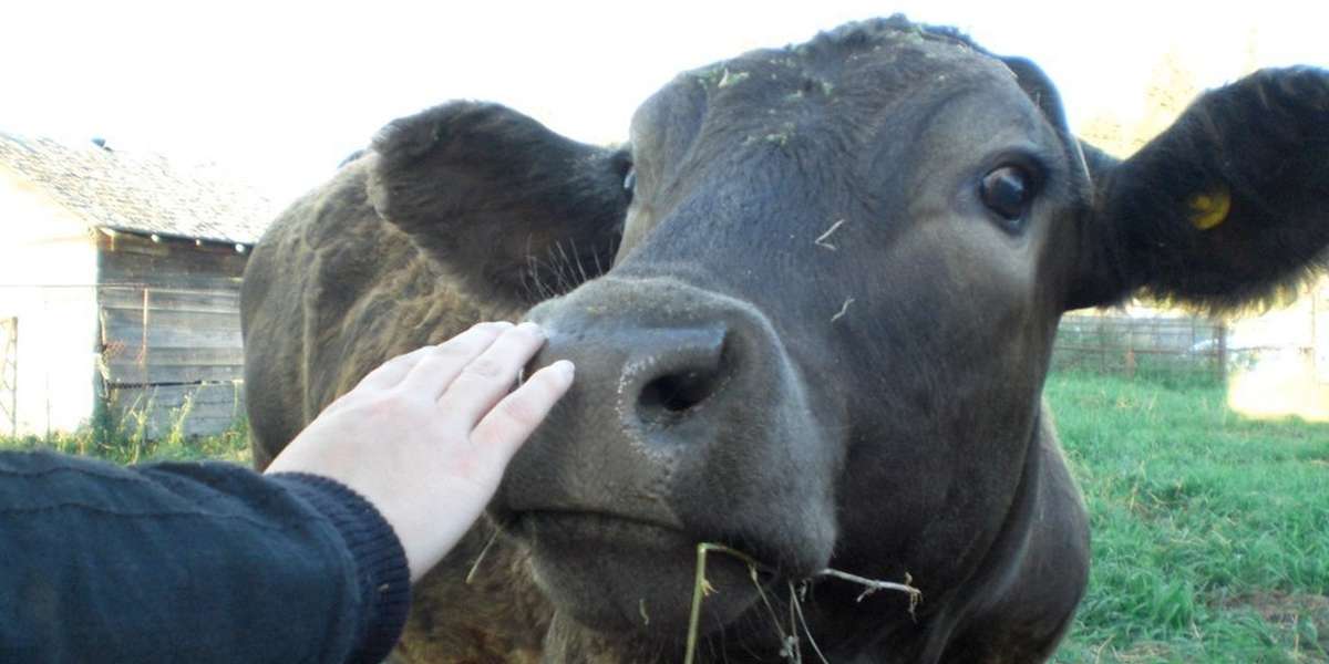 The Modern Savage: A New Book Questions Why We Eat Animals - The Dodo