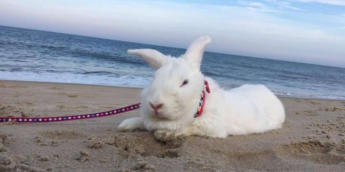 Rescue Bunny LOVES Her Beach Vacation - The Dodo