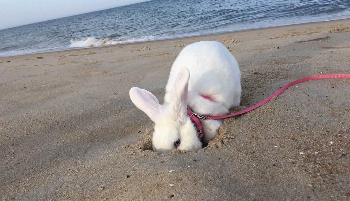 Rescue Bunny LOVES Her Beach Vacation - The Dodo