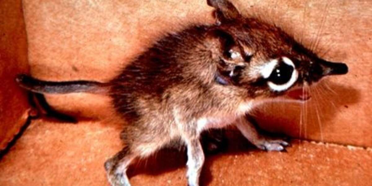 Meet The Ubercute Sengis: A Unique Family With Some Endangered Members ...
